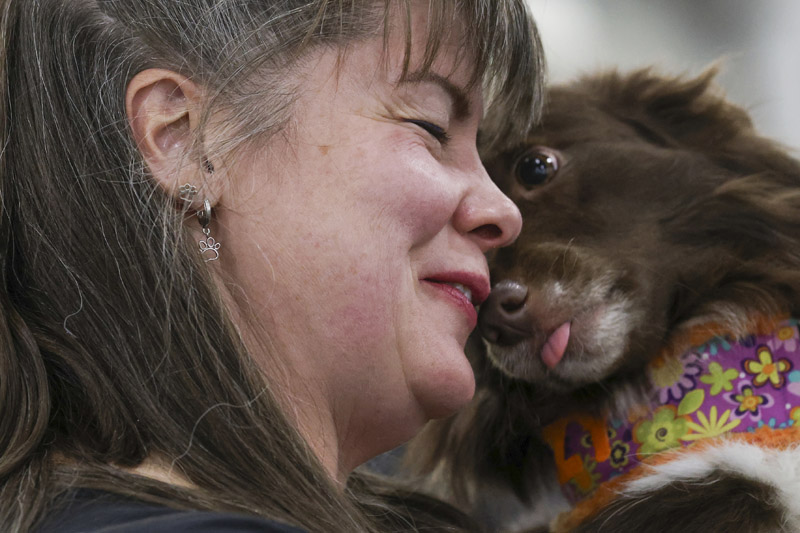 Call it the Dog Bowl. Westminster show’s canine athletes get their ...